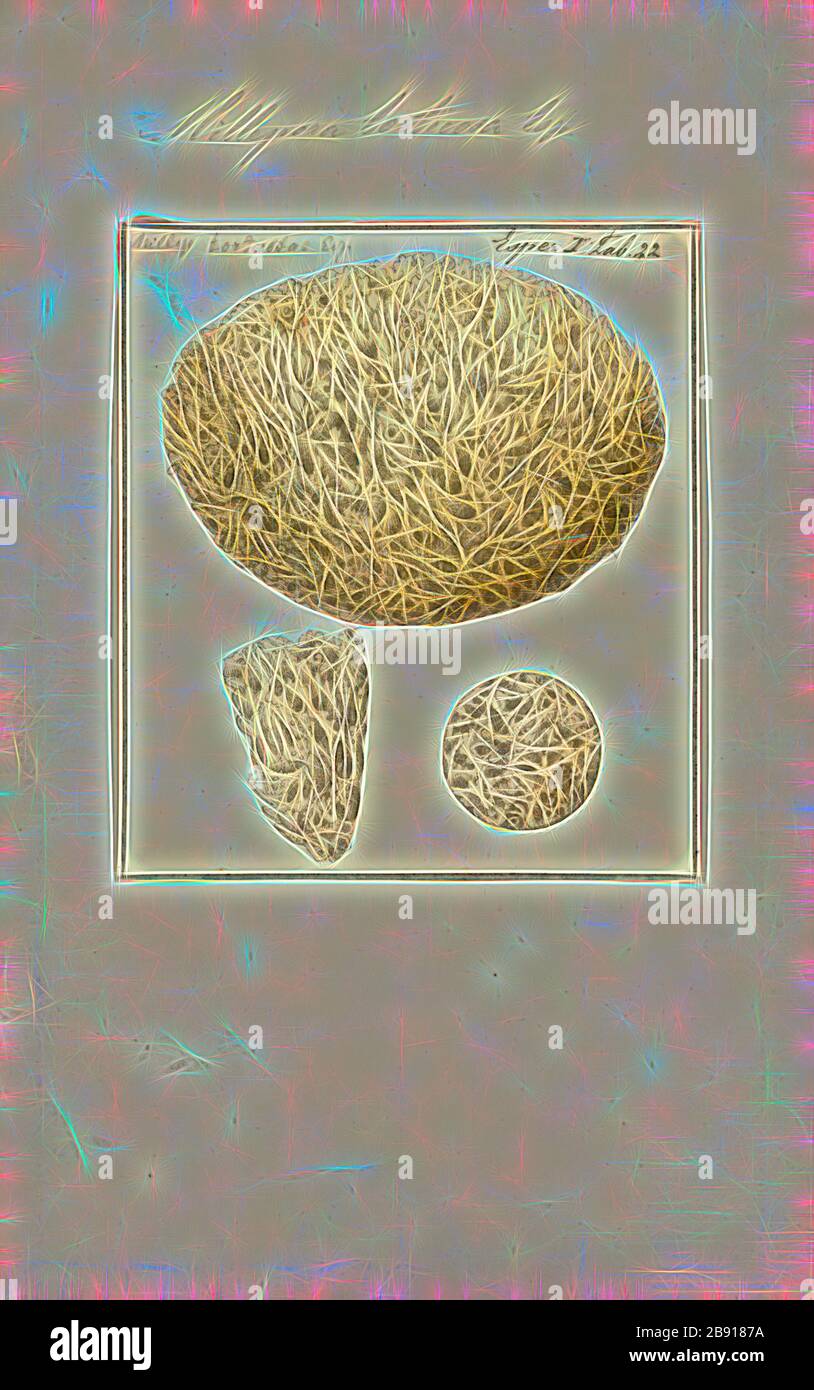 Millepora tortuosa, Print, Millepora tenera is a species of fire coral ...