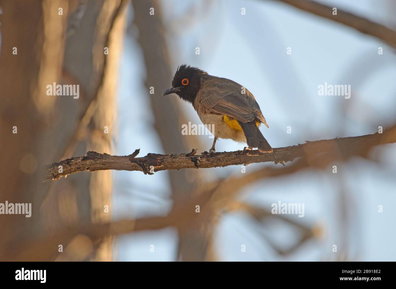 African red-eyed bulbul, Namibia Stock Photo - Alamy