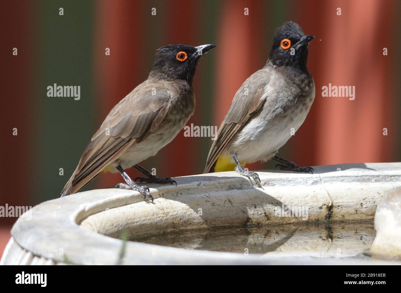 African red-eyed bulbul drinking water Stock Photo - Alamy