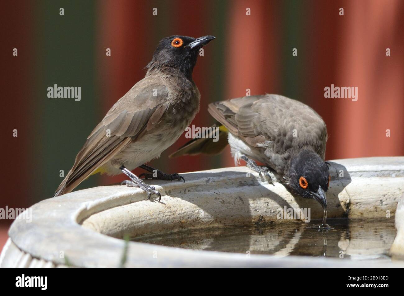 African red-eyed bulbul drinking water Stock Photo - Alamy