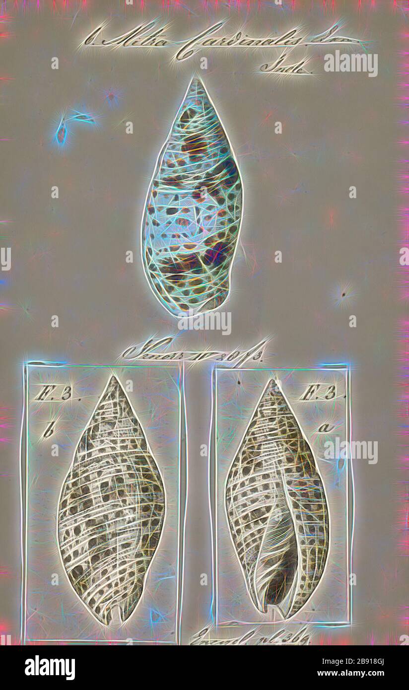 Mitra cardinalis, Print, Quasimitra cardinalis is a species of sea snail, a marine gastropod ...