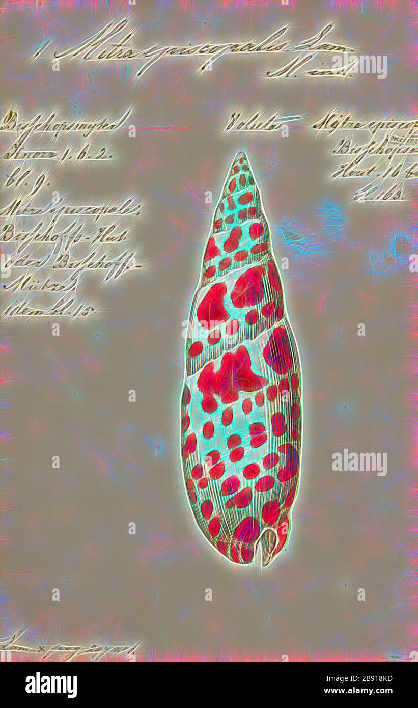 Mitra episcopalis, Print, Mitra mitra, common name the episcopal miter ...