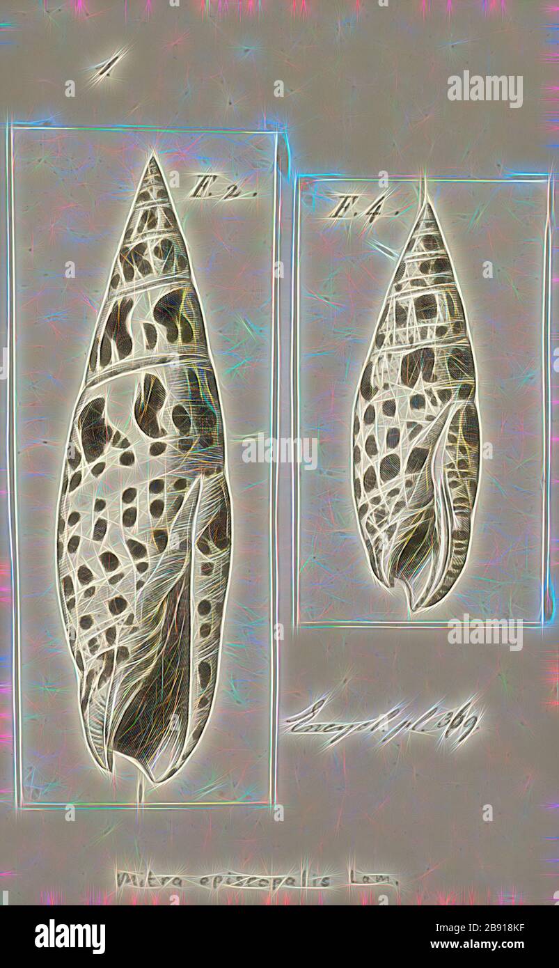 Mitra episcopalis, Print, Mitra mitra, common name the episcopal miter ...