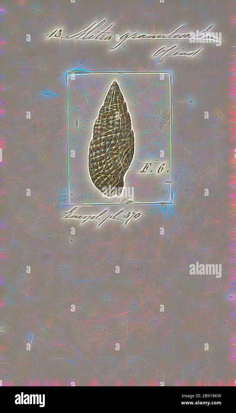 Mitra granulosa, Print, Neotiara nodulosa, common name : the nodulose ...