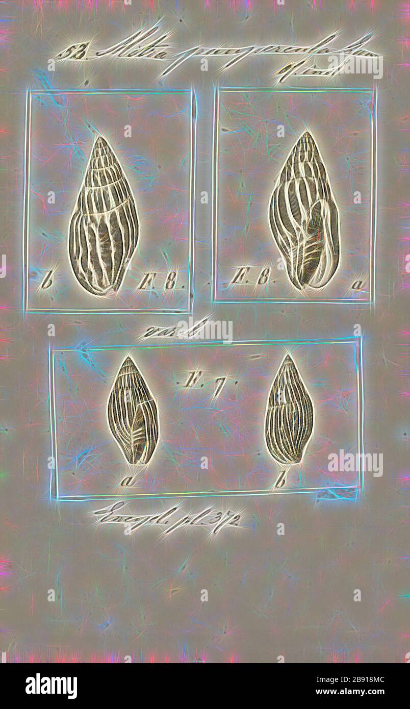 Mitra paupercula, Print, Strigatella paupercula is a species of sea snail, a marine gastropod ...