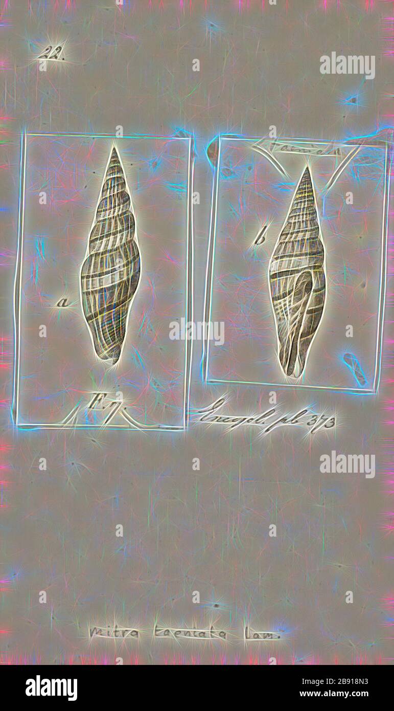 Mitra taeniata, Print, Vexillum (Vexillum) taeniatum, common name: the ...