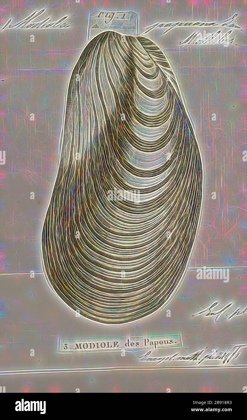 Modiola papuana, Print, Modiola is a monotypic genus of plants in the ...