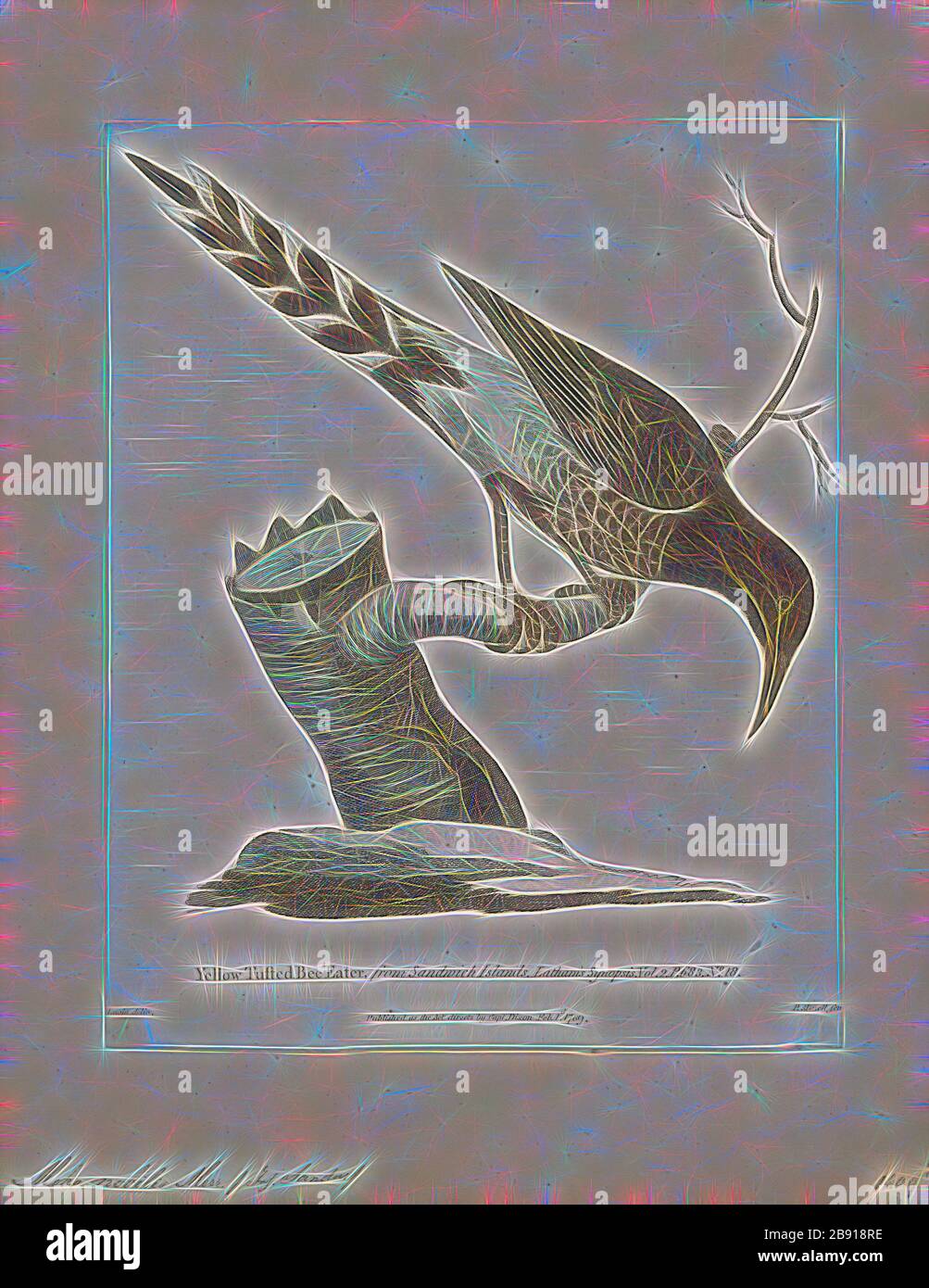 Moho nobilis, Print, The Hawaii 'ō'ō (Moho nobilis) is a member of the ...