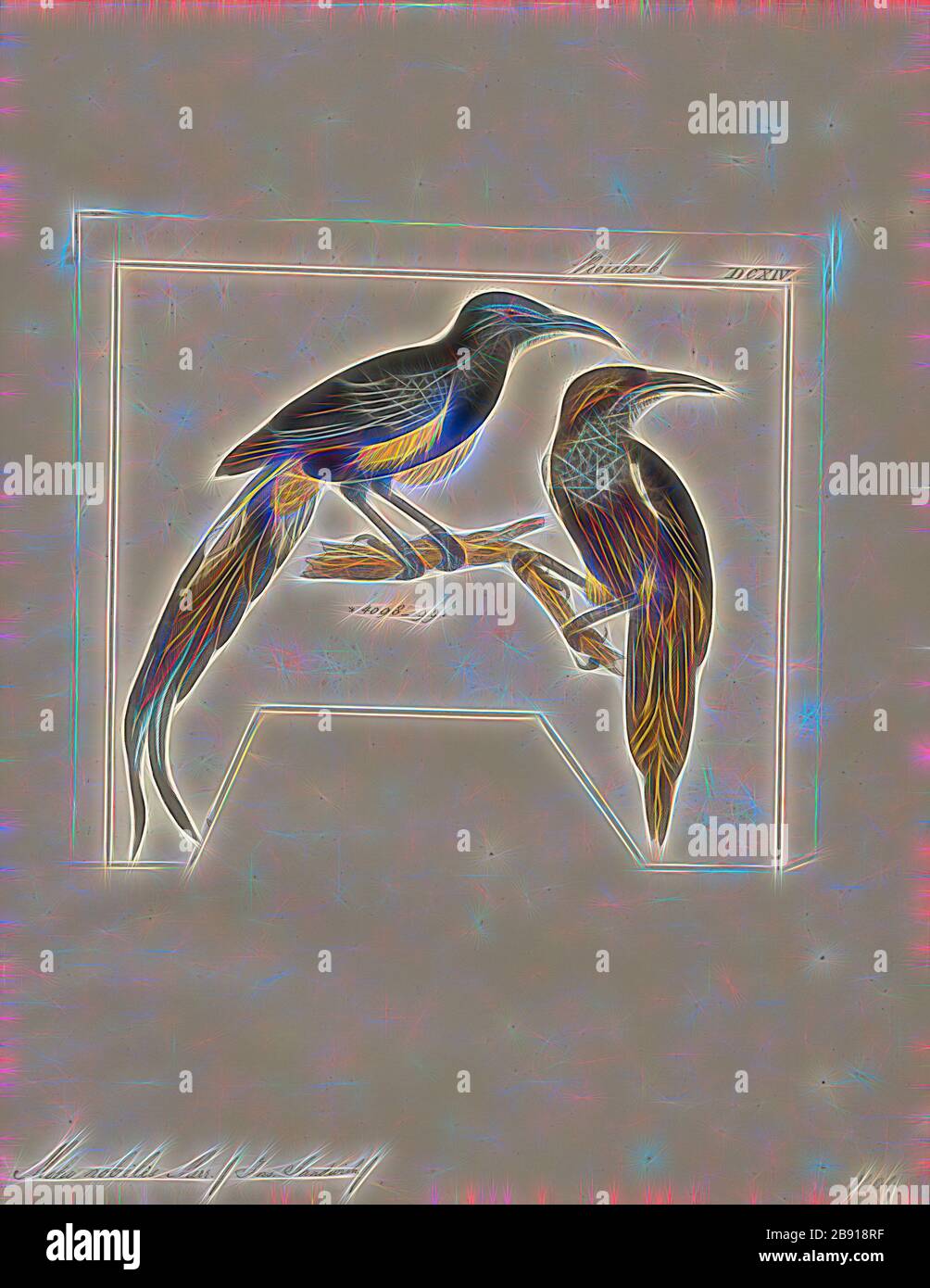 Australo pacific honeyeaters hi-res stock photography and images - Alamy