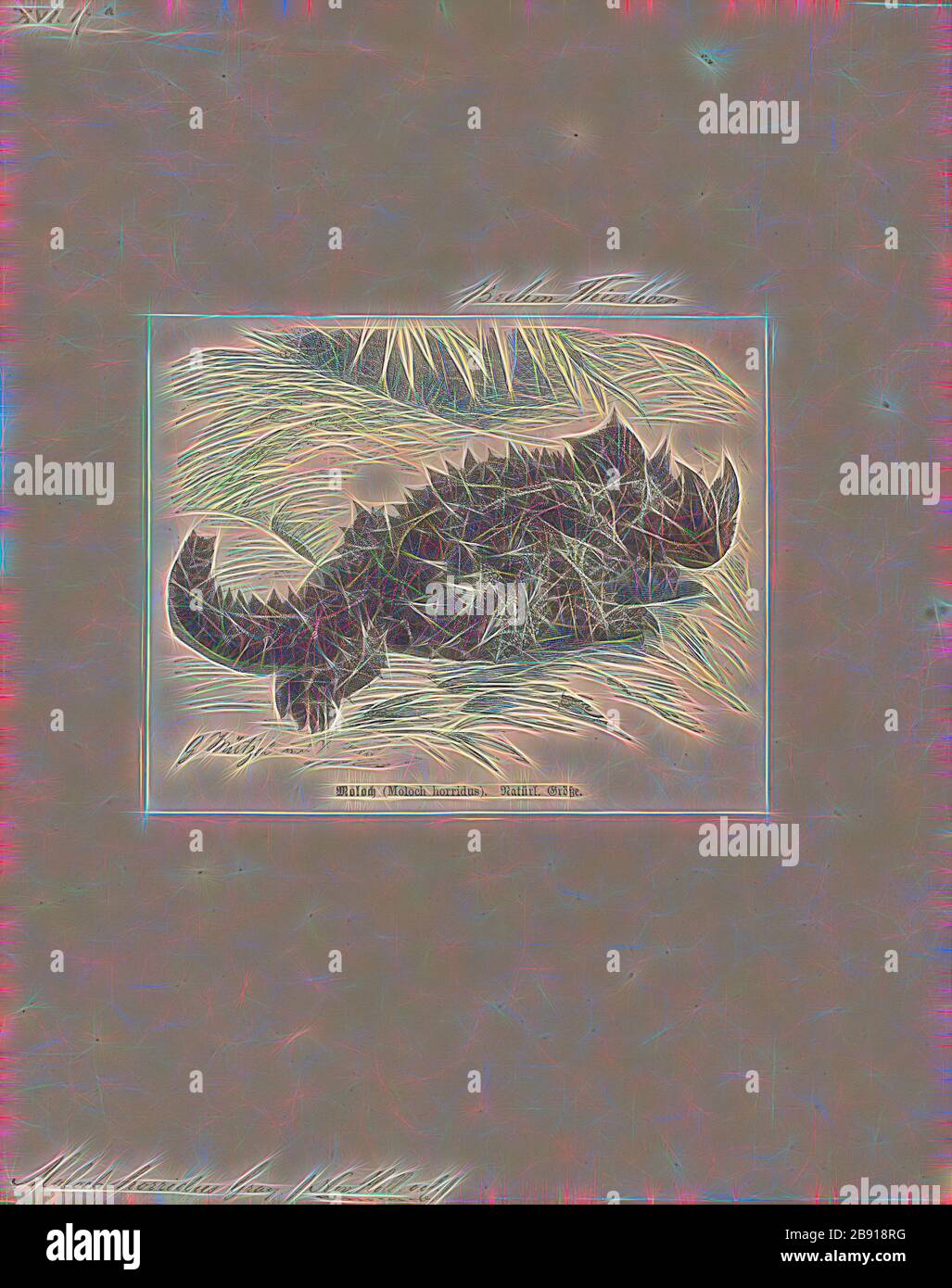 Moloch horridus, Print, The thorny devil (Moloch horridus), also known ...