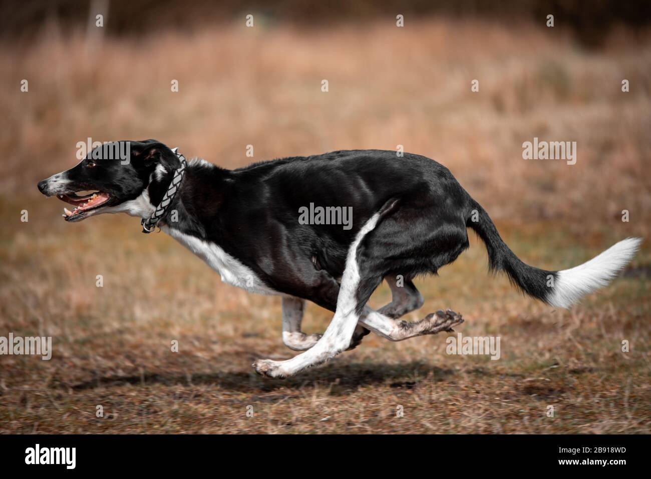 Dog Running With Sheep High Resolution Stock Photography and Images - Alamy