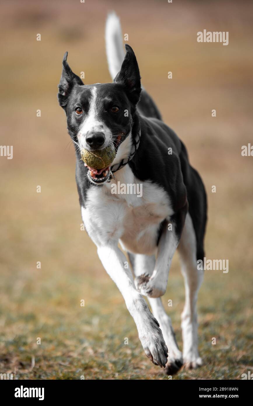 Action capture of a black & white sheep dog running in a field Stock ...