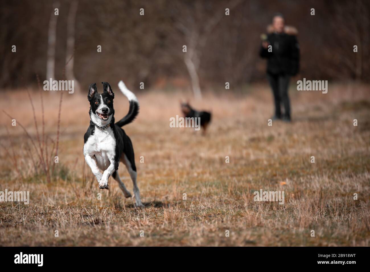 Action capture of a black & white sheep dog running in a field Stock ...