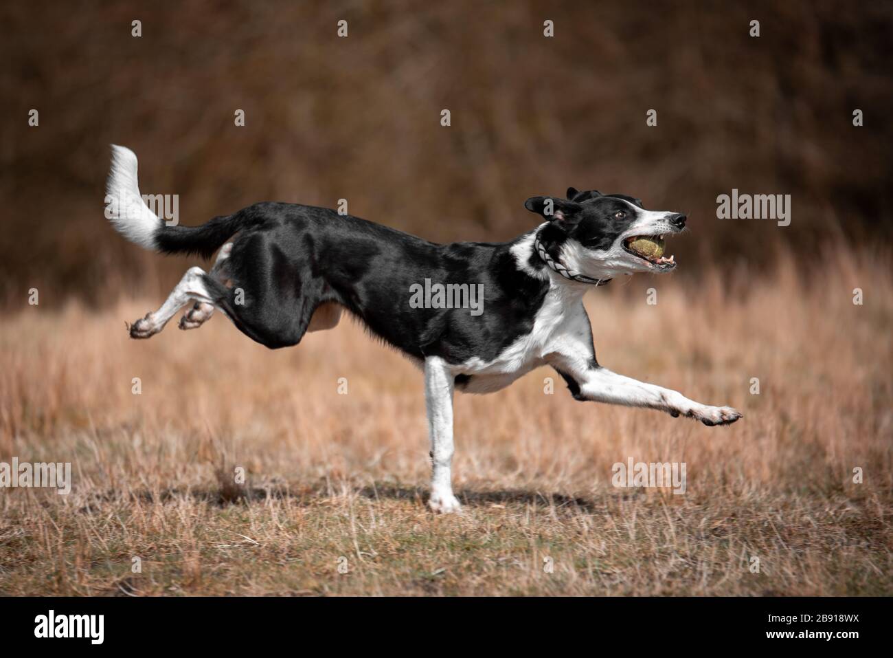 Action capture of a black & white sheep dog running in a field Stock ...