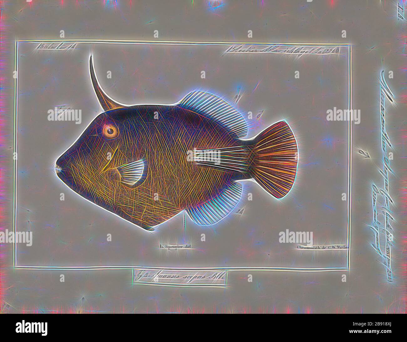 Monacanthus scopas hi-res stock photography and images - Alamy