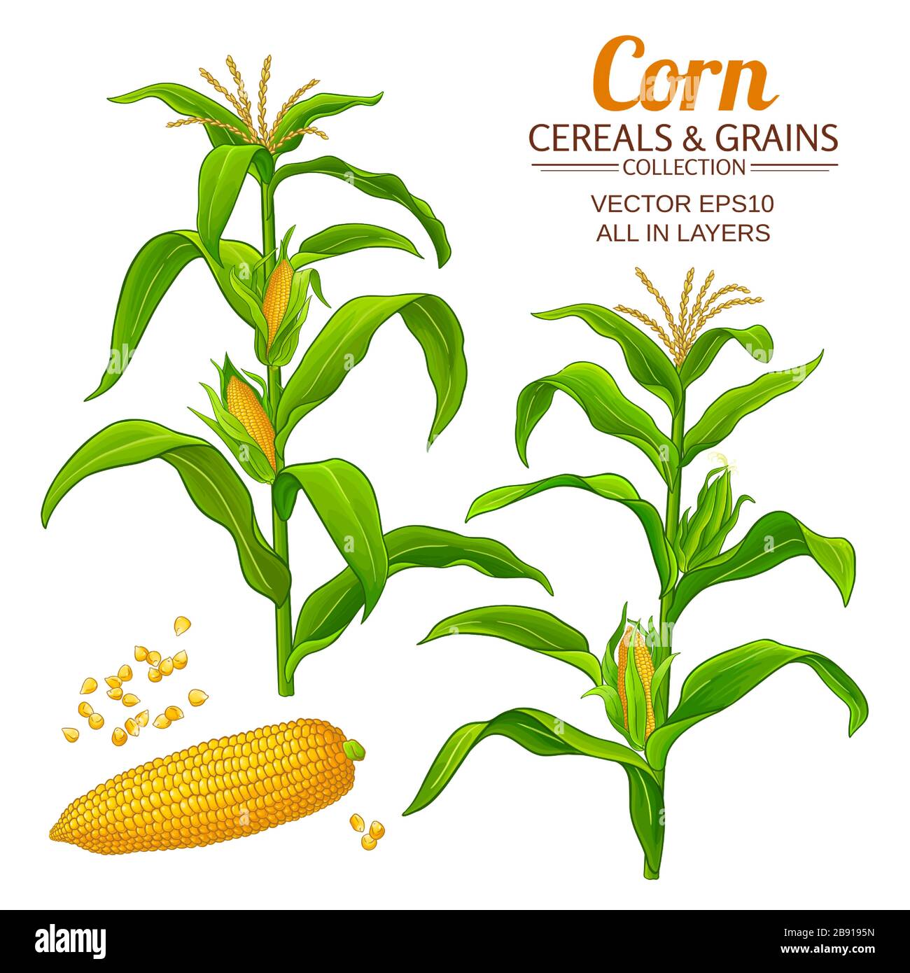 corn vector set on white background Stock Vector Image & Art - Alamy
