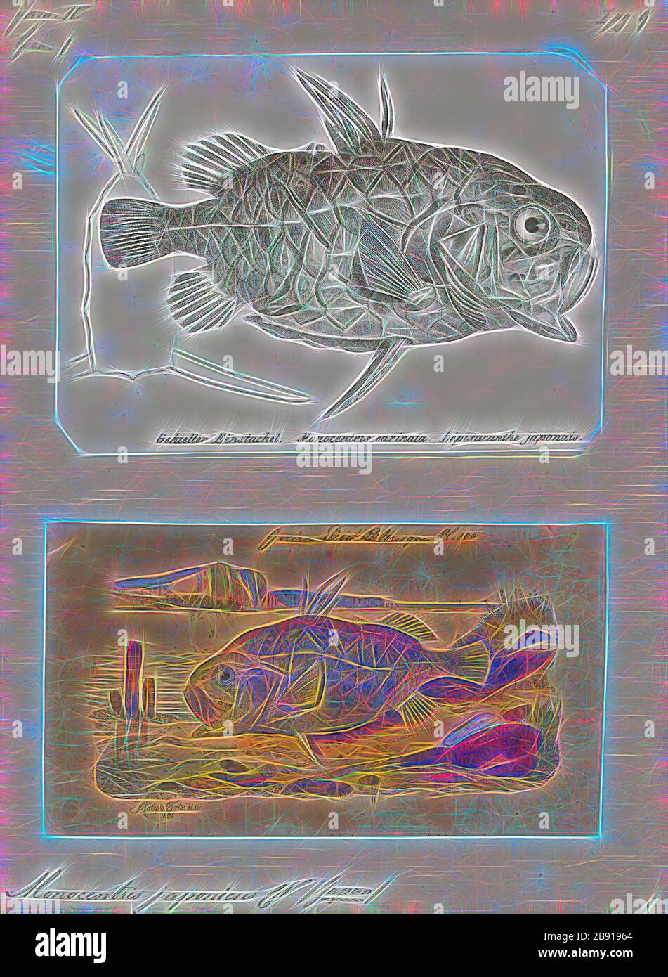 Monocentris japonicus, Print, Monocentris is a genus of pinecone fishes ...