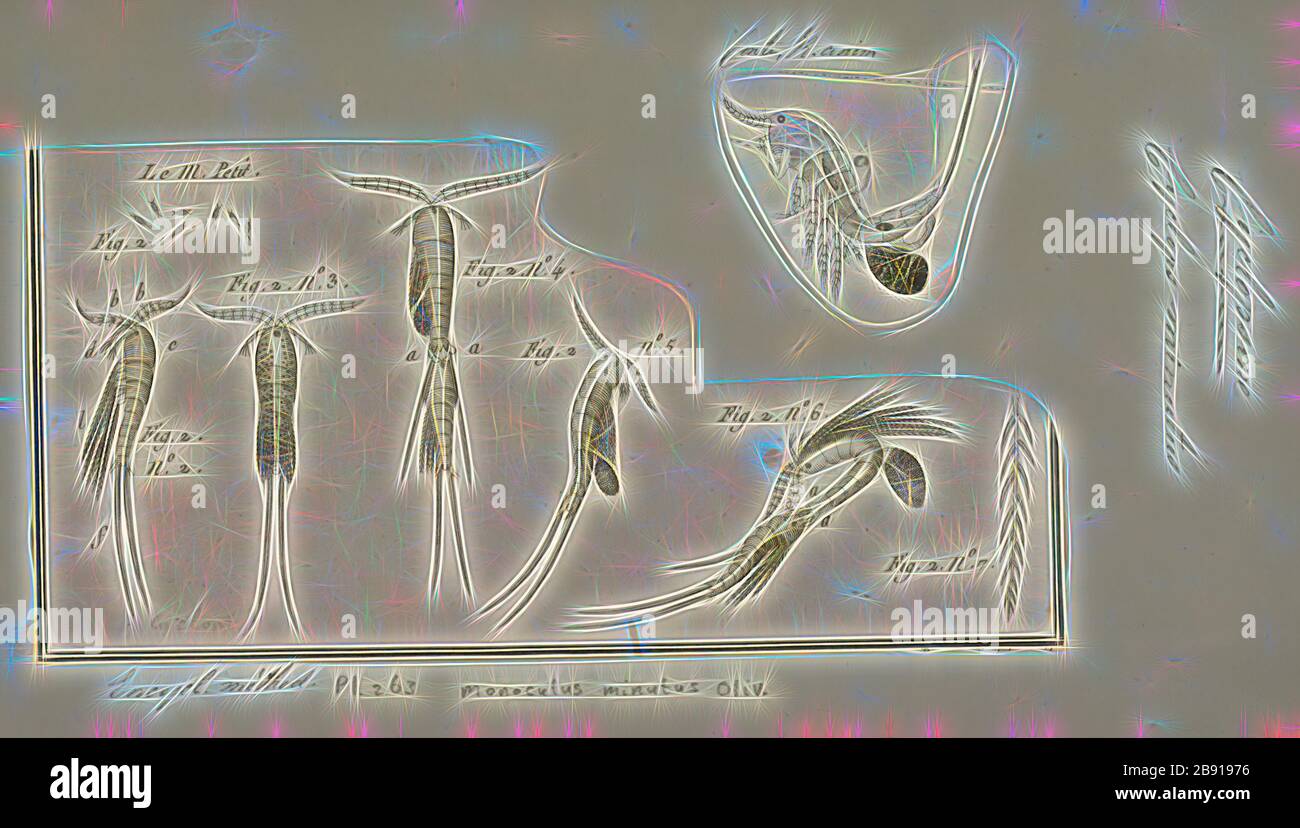 Monoculus minutus hi-res stock photography and images - Alamy