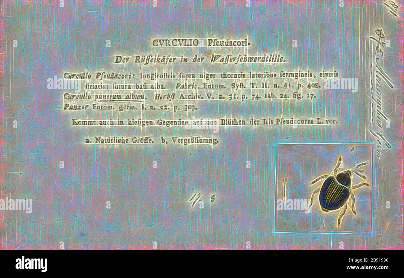 Mononychus, Print, Mononychus is a genus of minute seed weevils in the ...