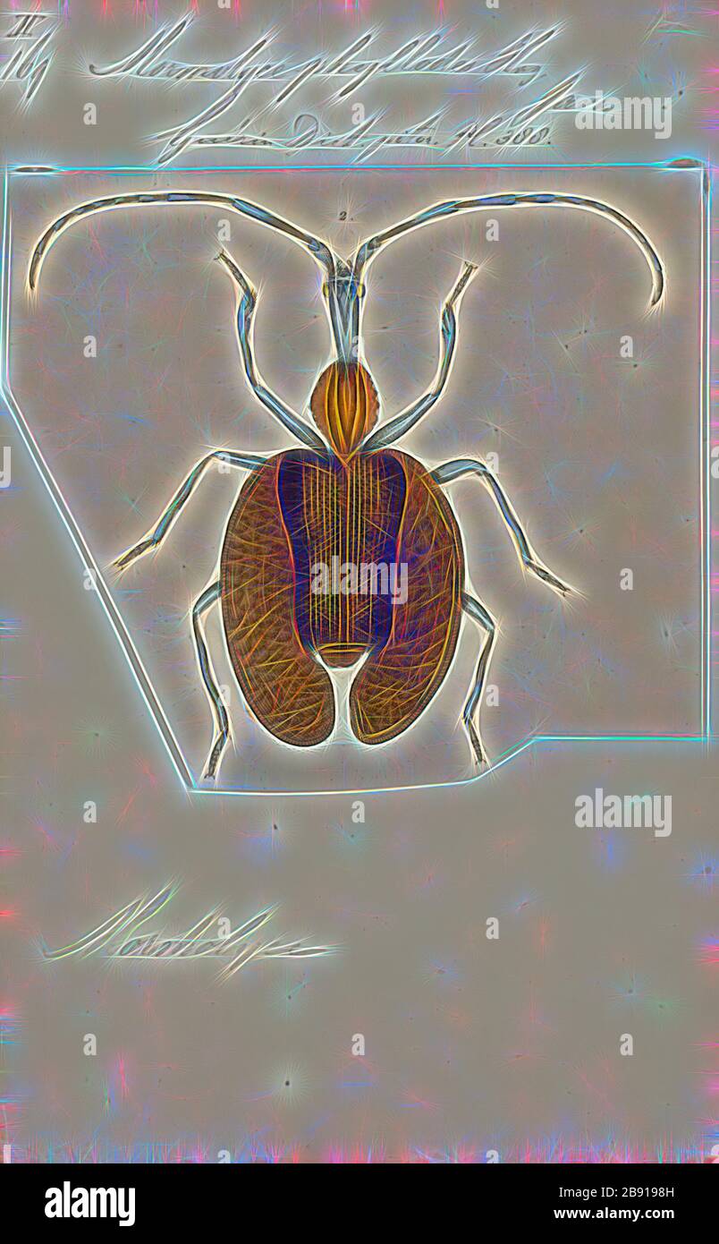 Mormolyce, Print, Violin beetles or banjo beetles are ground beetles in ...