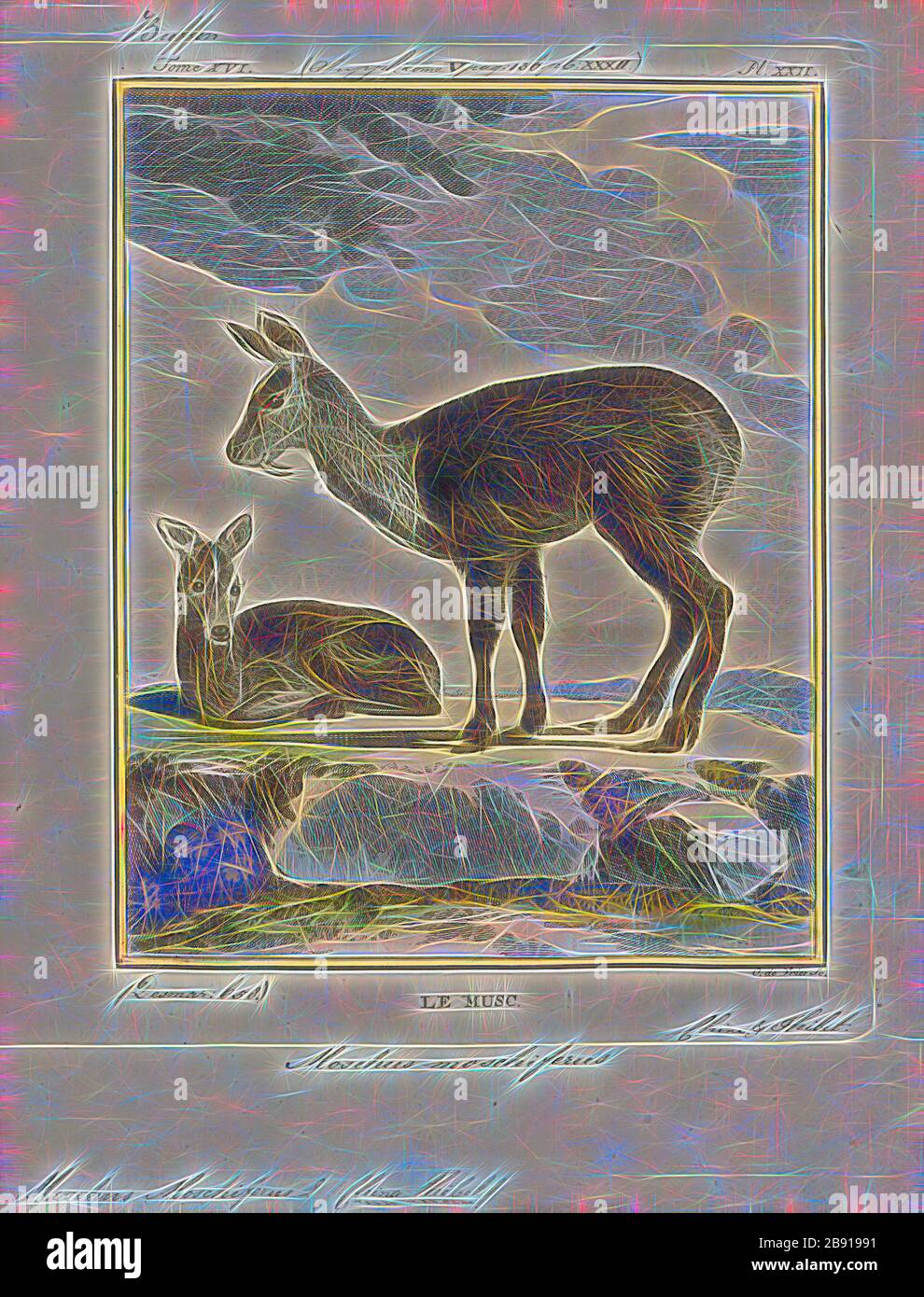 Moschus moschiferus, Print, The Siberian musk deer (Moschus moschiferus ...