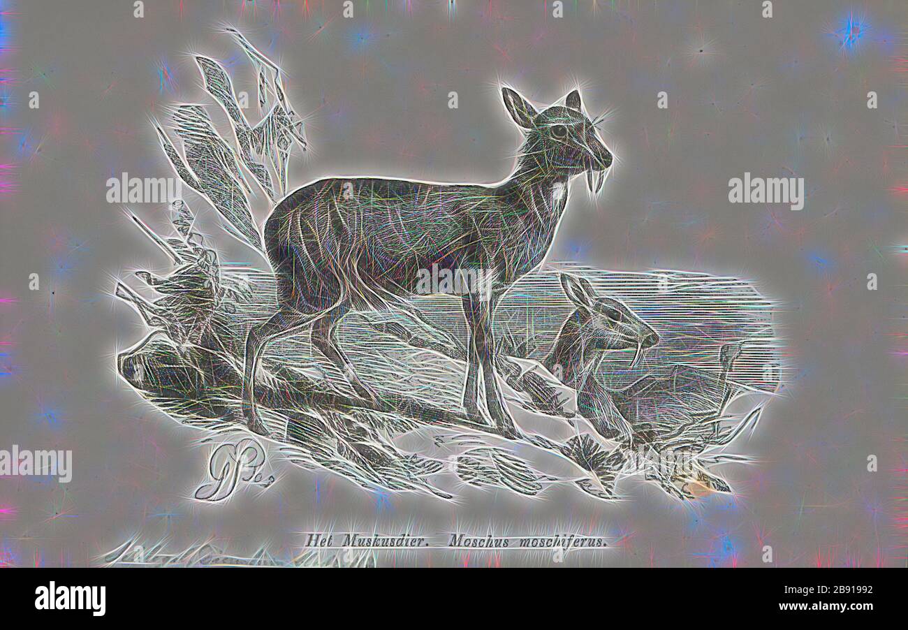 Siberian musk deer hi-res stock photography and images - Alamy