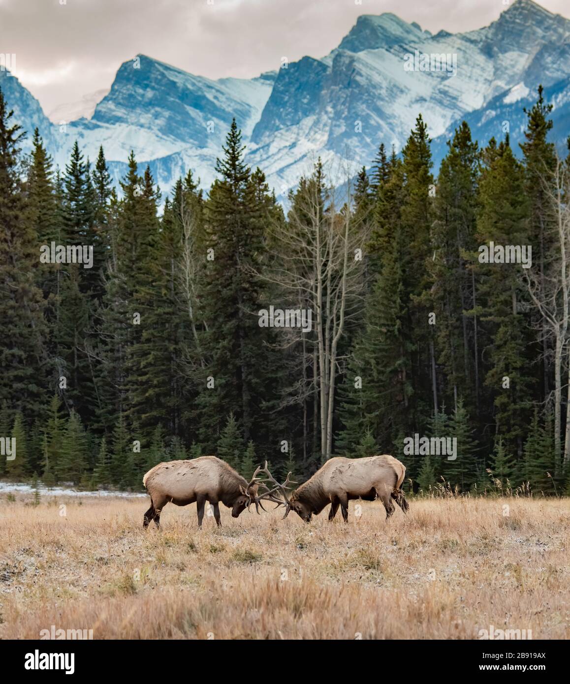 Elk in Banff National Park Canada Stock Photo - Alamy