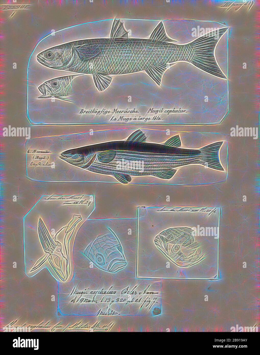 Mugil cephalus, Print, The flathead grey mullet (Mugil cephalus) is an ...