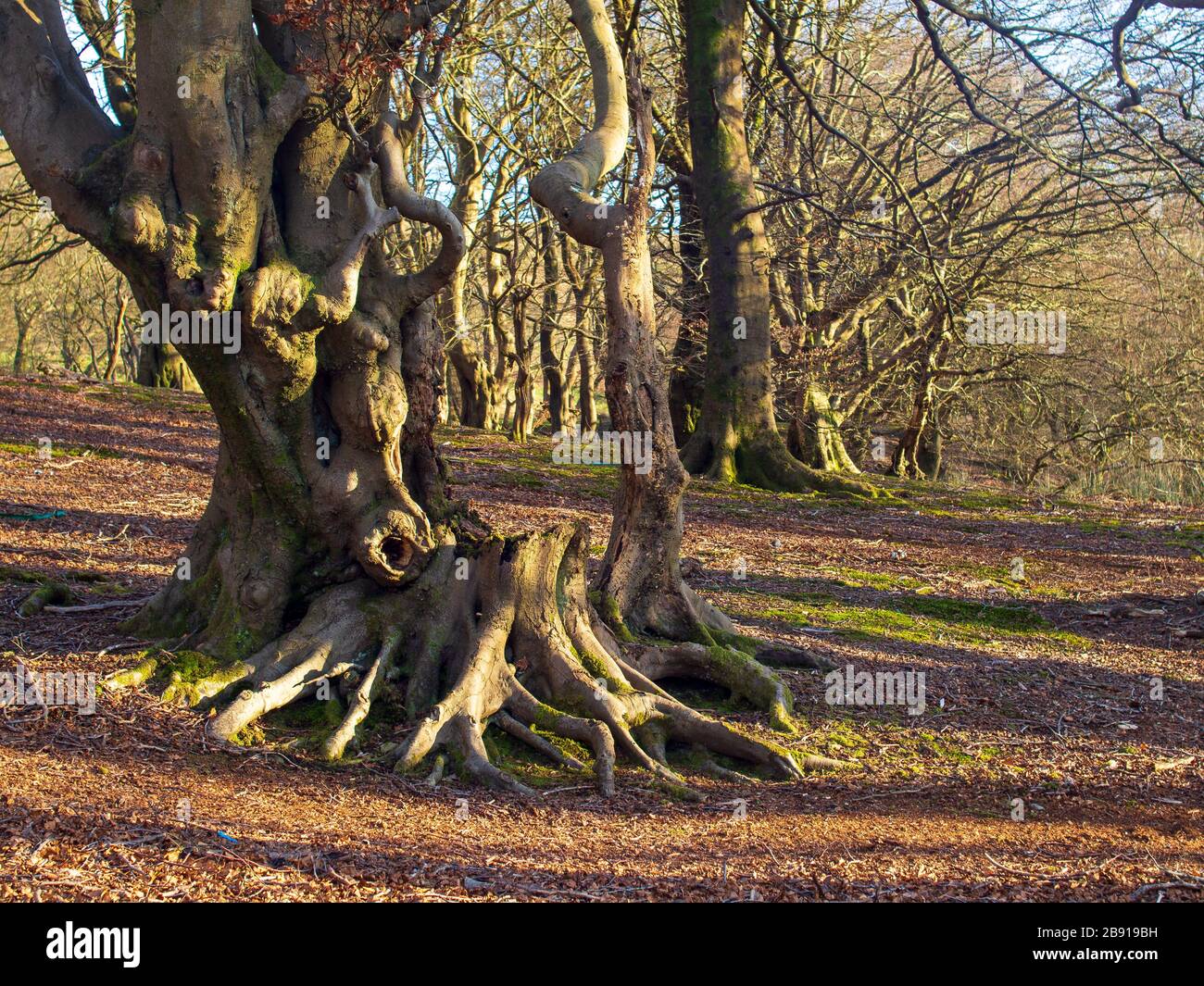 Woodland background nature winter turning into spring, Wales United ...