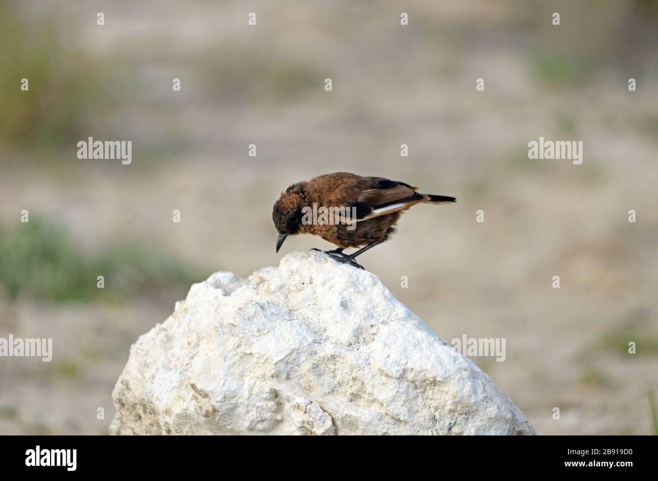 Ant-eating chat on white rock, Namibia Stock Photo - Alamy
