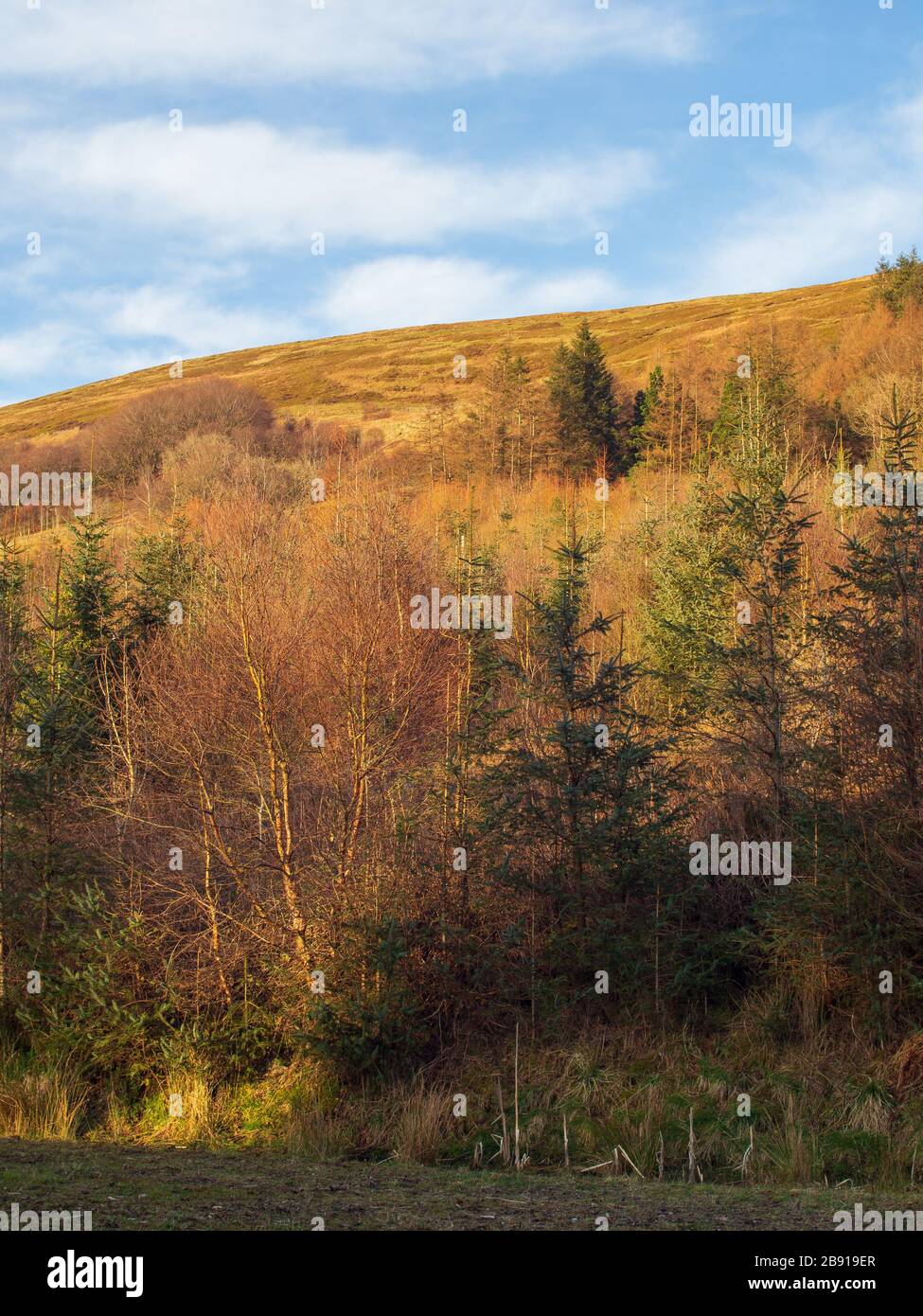 Woodland background nature winter turning into spring, Wales United ...
