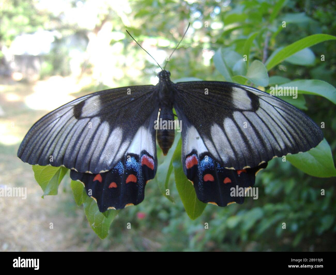 Female Orchard Butterfly High Resolution Stock Photography and Images ...