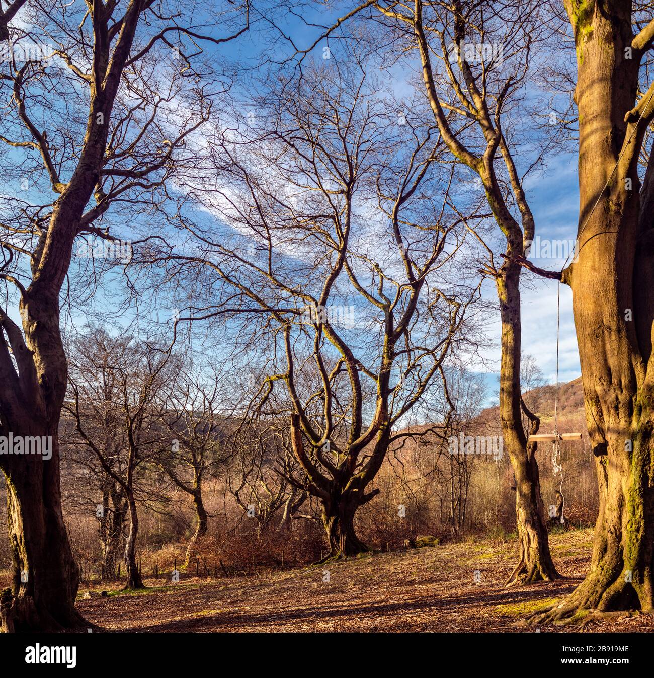 Woodland background nature winter turning into spring, Wales United ...