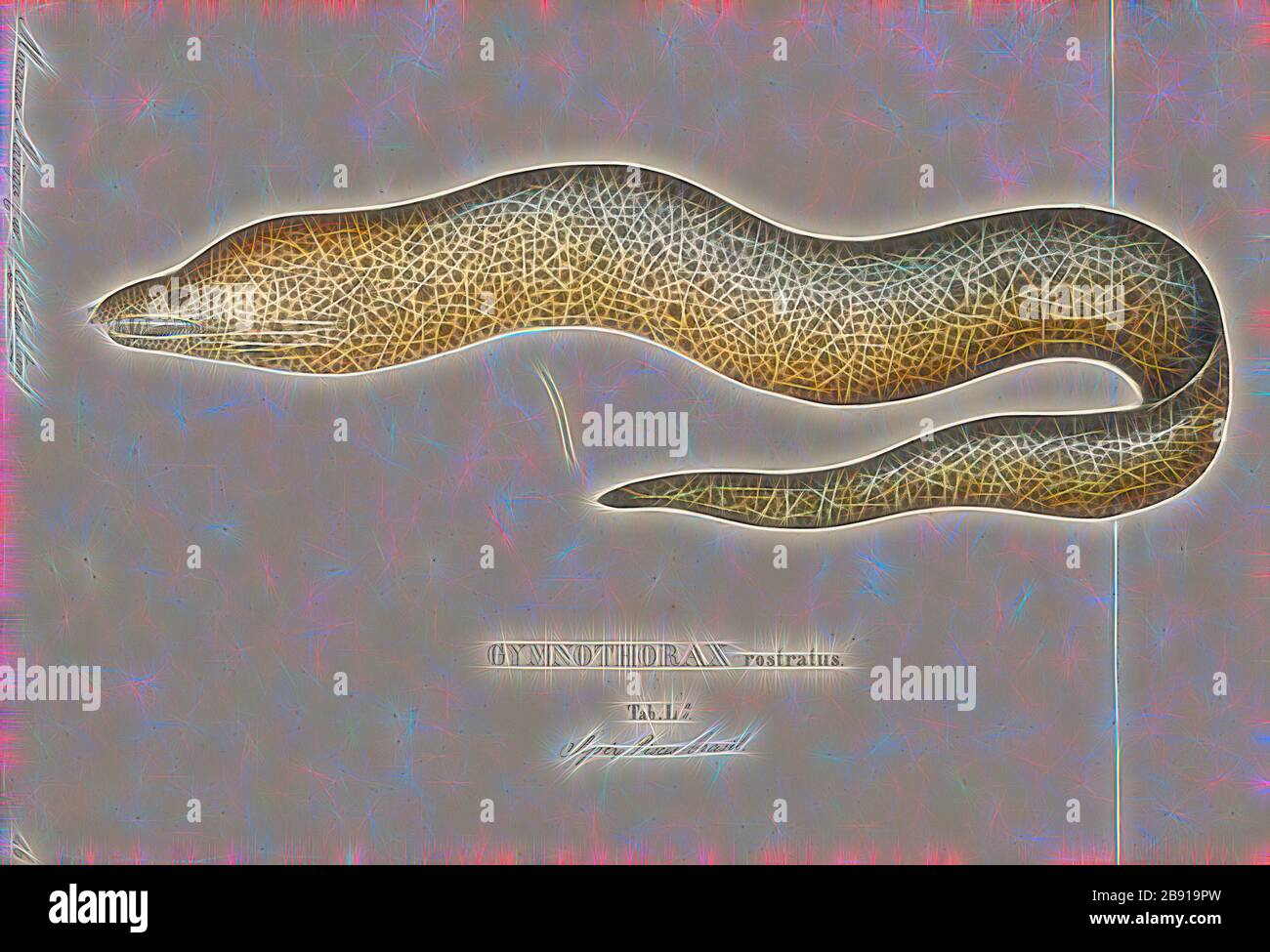 Moringa genus hi-res stock photography and images - Alamy