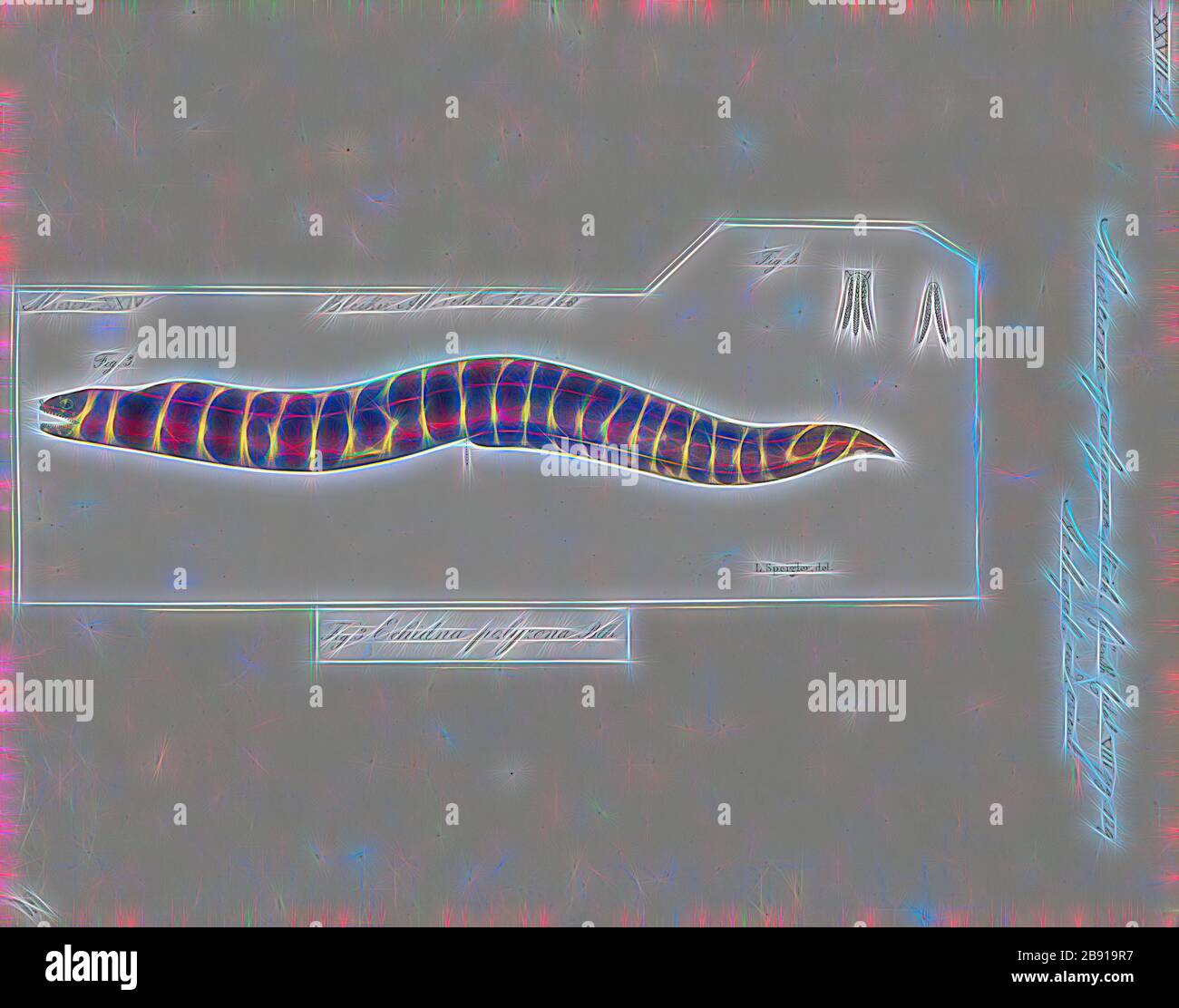 Muraena polyzona, Print, The barred moray (Echidna polyzona), also ...