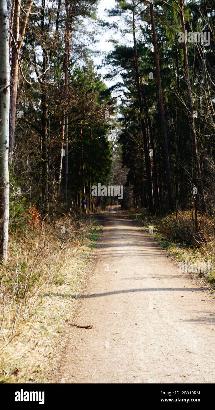 Beautiful spring forest trees colors hi-res stock photography and ...