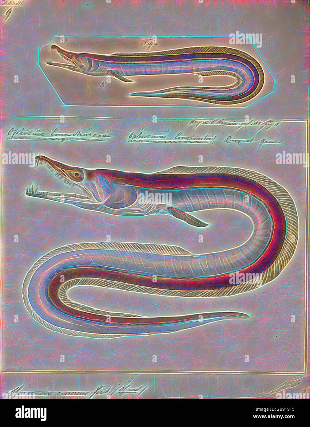 Common conger eel hi-res stock photography and images - Alamy