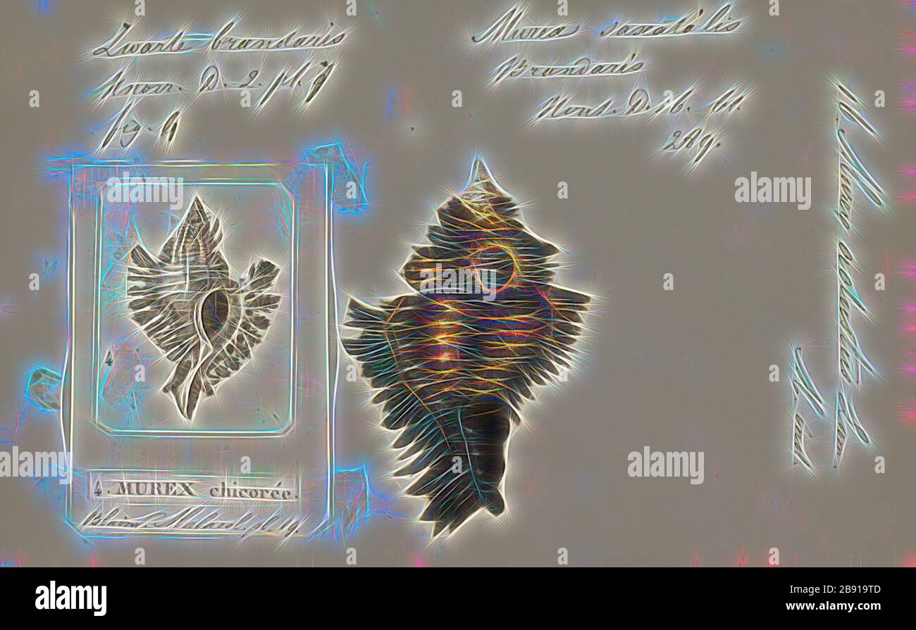 Murex adustus, Print, Murex is a genus of medium to large sized ...