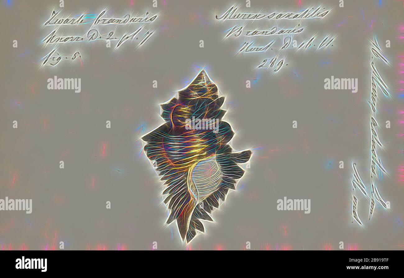 Murex adustus, Print, Murex is a genus of medium to large sized ...