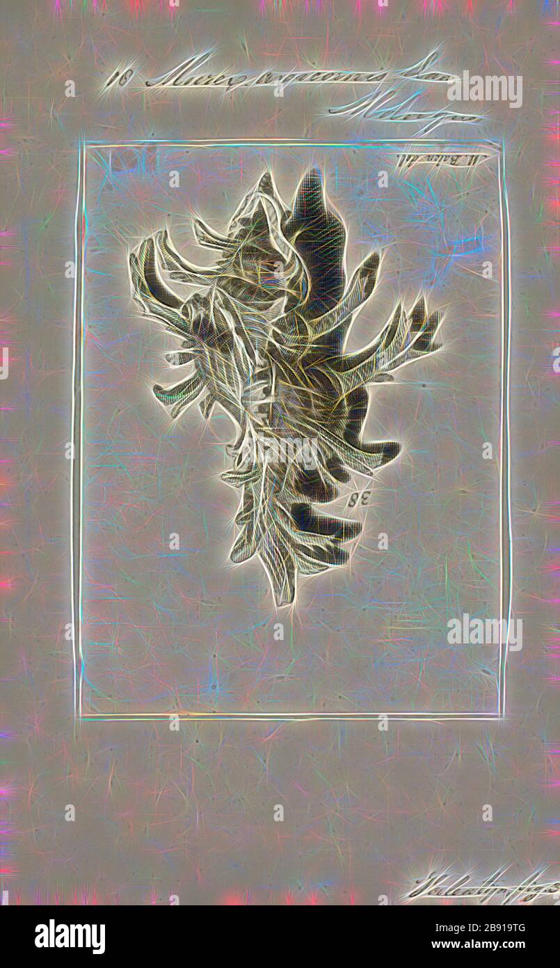 Murex axicornis, Print, Murex is a genus of medium to large sized ...