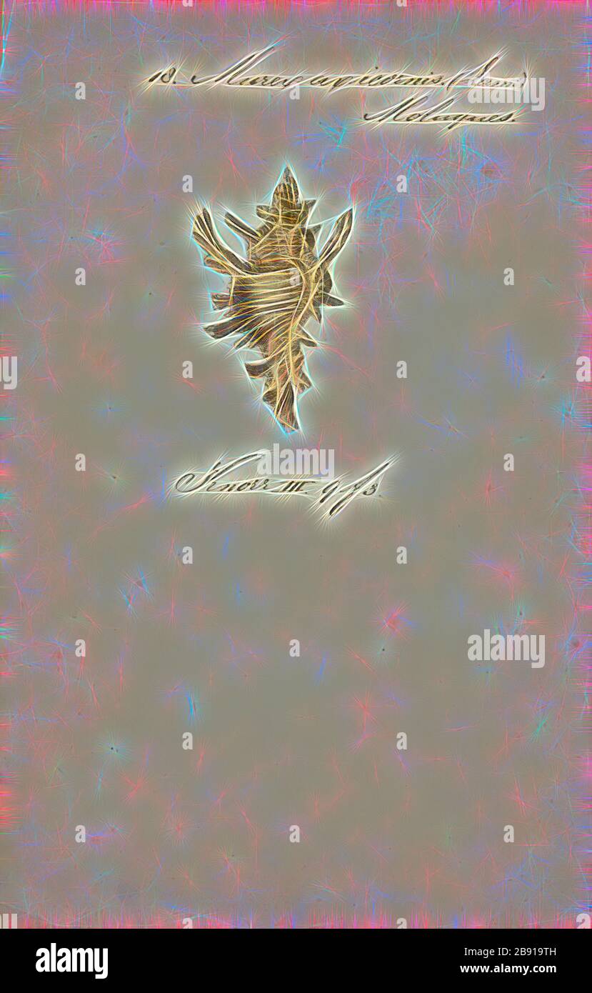 Murex axicornis, Print, Murex is a genus of medium to large sized ...