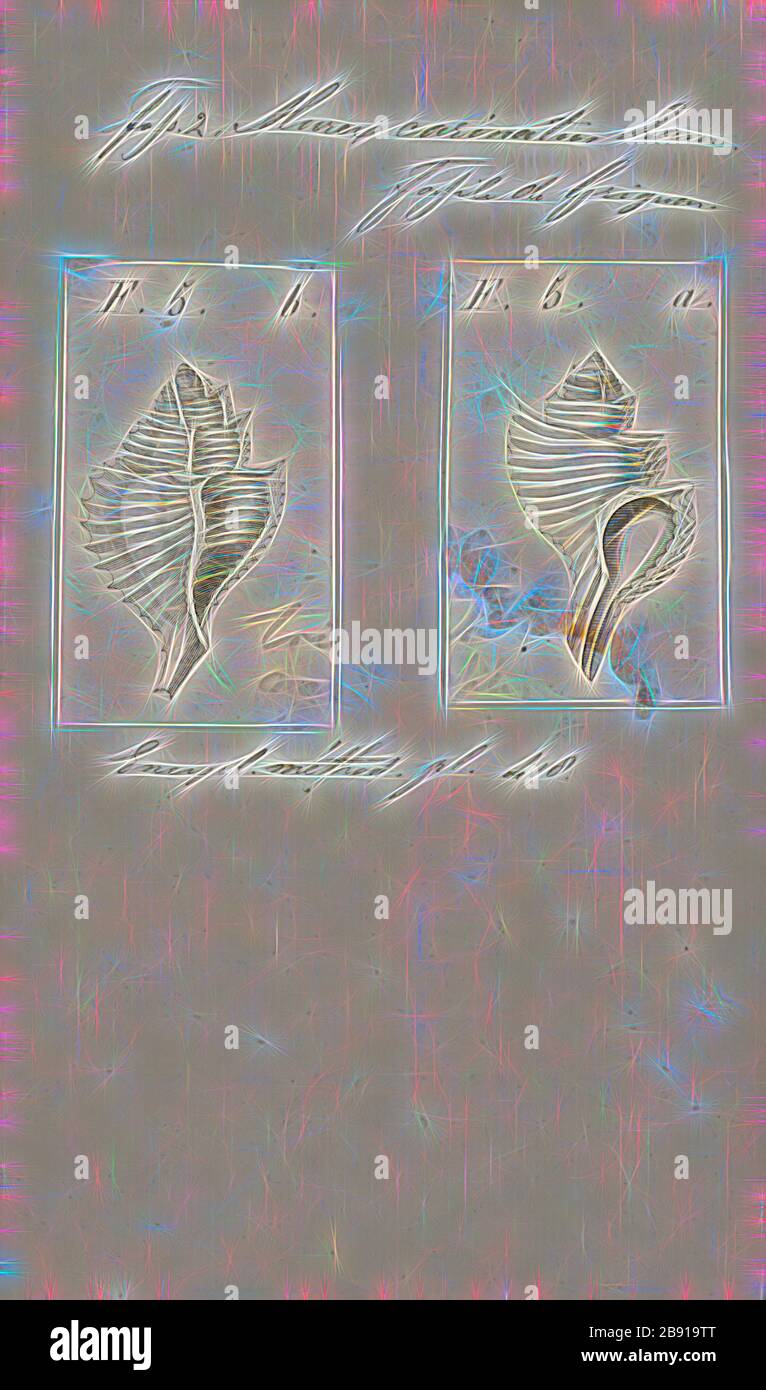 Murex carinatus, Print, Murex is a genus of medium to large sized ...