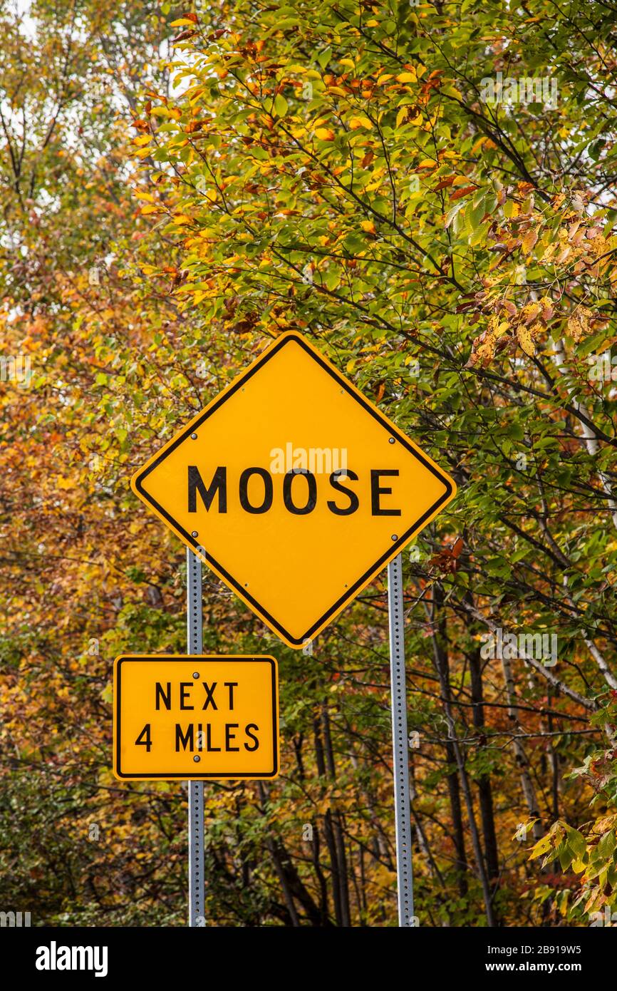 Moose crossing warning sign, autumn Vermont, USA US Stock Photo - Alamy