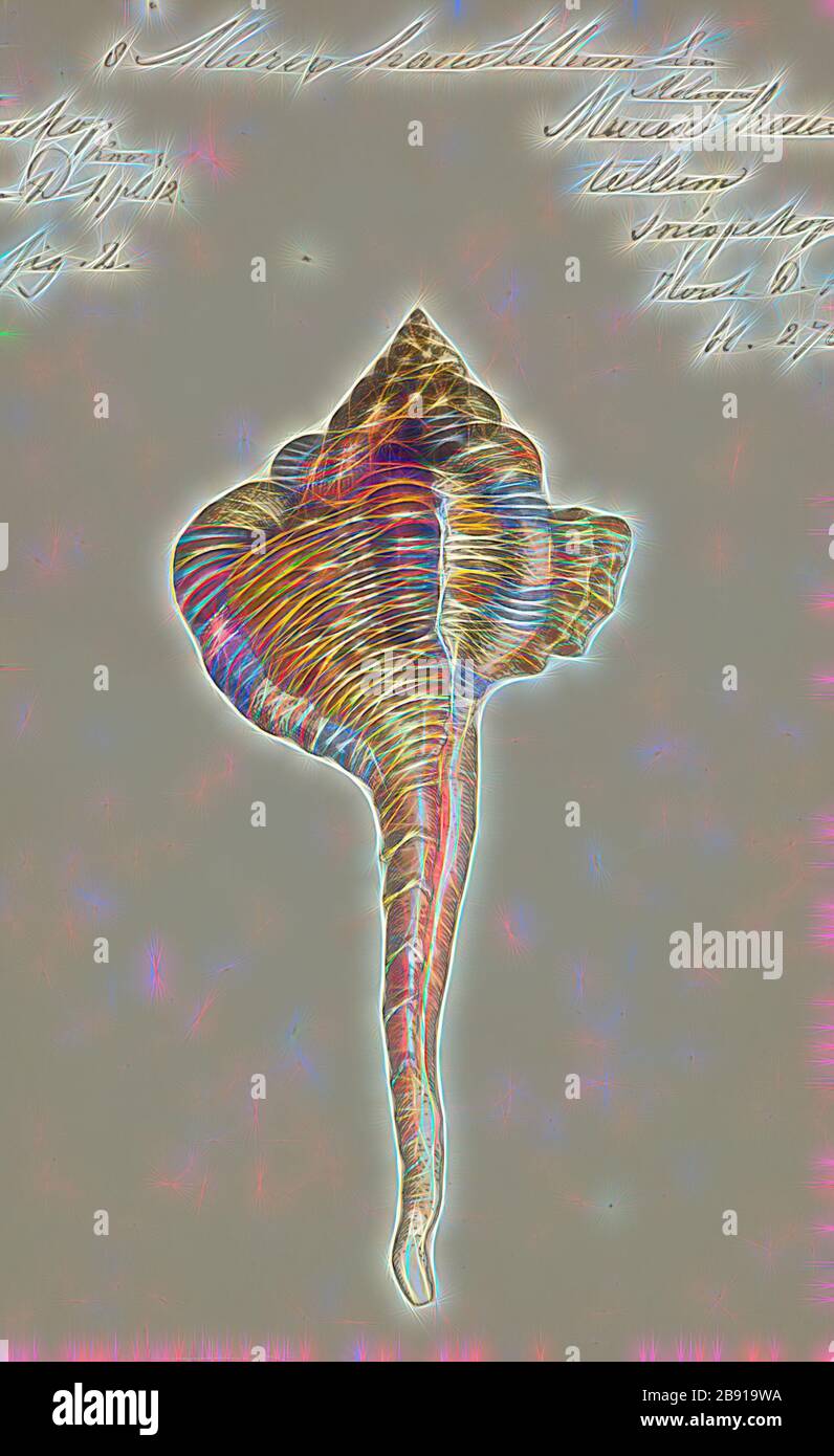 Murex haustellum, Print, Murex is a genus of medium to large sized ...