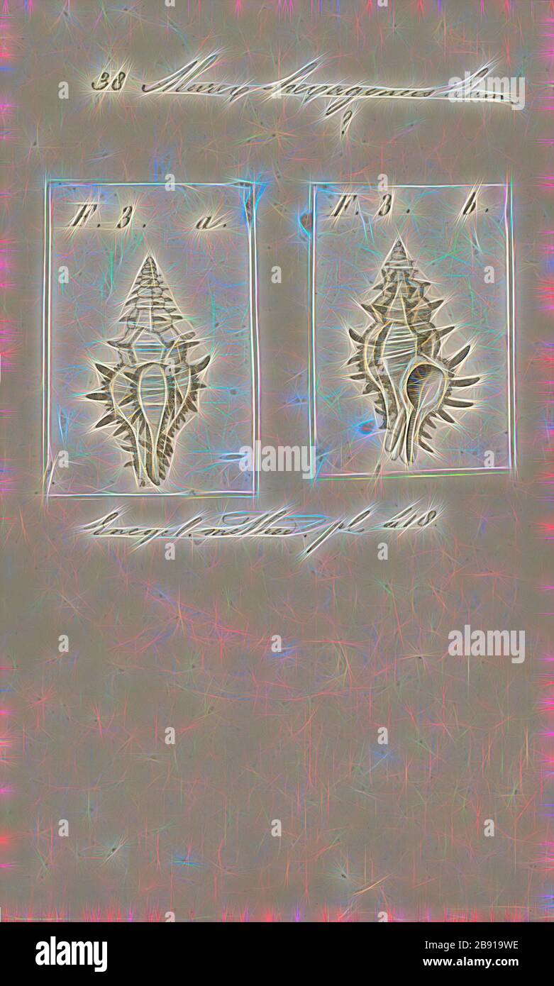 Murex hexagonus, Print, Murex is a genus of medium to large sized ...