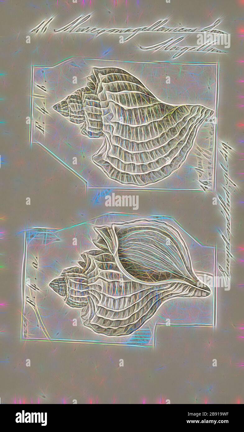 Murex magellanicus, Print, Murex is a genus of medium to large sized ...