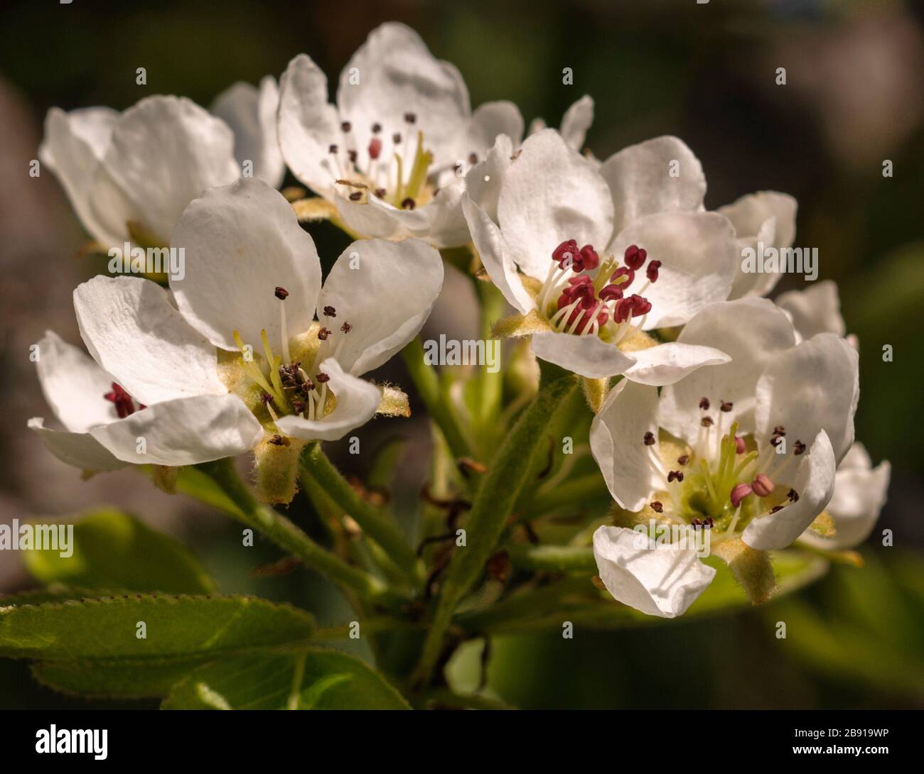 Pyrus communis, pear blossoms Stock Photo - Alamy