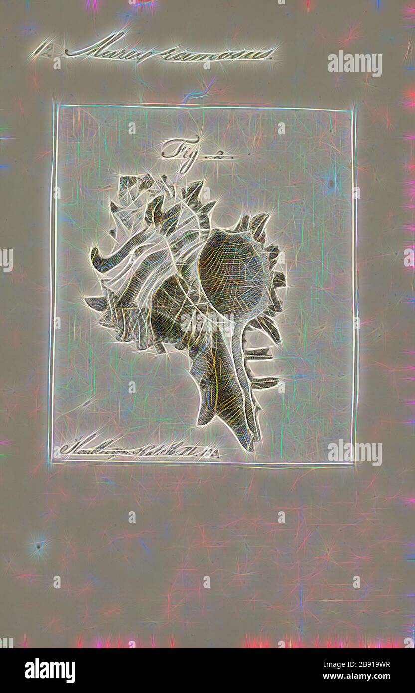 Murex ramosus, Print, Murex is a genus of medium to large sized ...