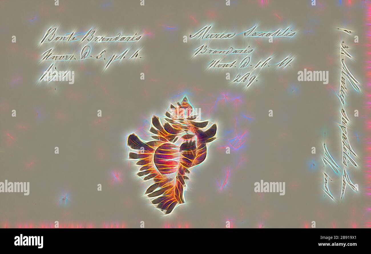 Murex saxatilis, Print, Murex is a genus of medium to large sized ...