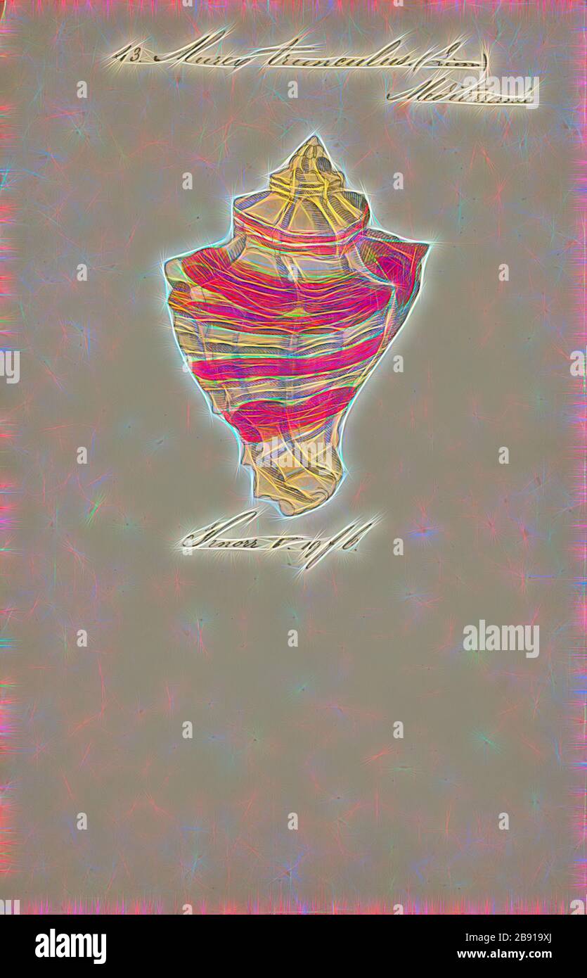 Banded dye murex hi-res stock photography and images - Alamy